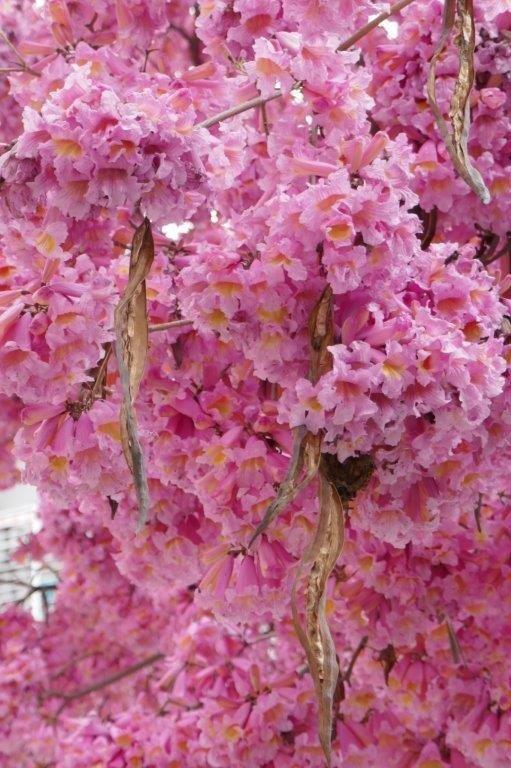 Horticultural Corner: The Pink Trumpet Tree - Robinson Gardens