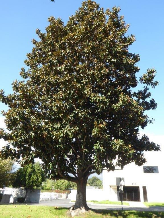 Meet this tree: Magnolia grandiflora – Southern magnolia - Robinson Gardens