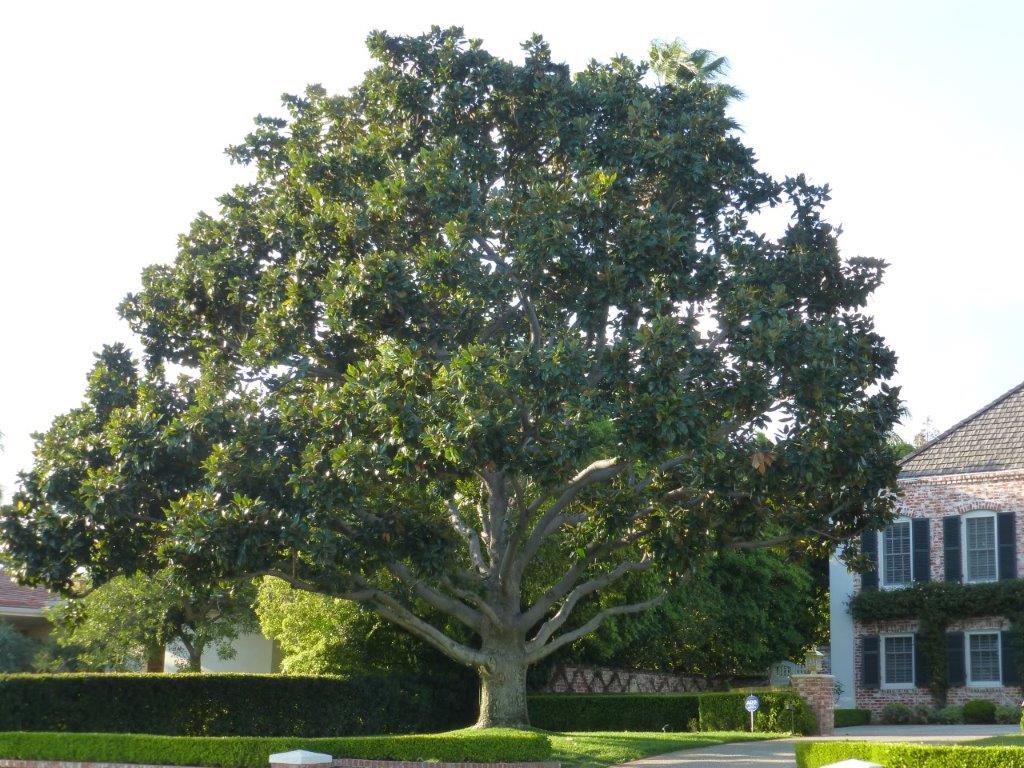 Meet this tree: Magnolia grandiflora – Southern magnolia - Robinson Gardens