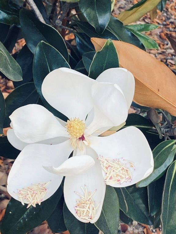 Meet this tree: Magnolia grandiflora – Southern magnolia - Robinson Gardens