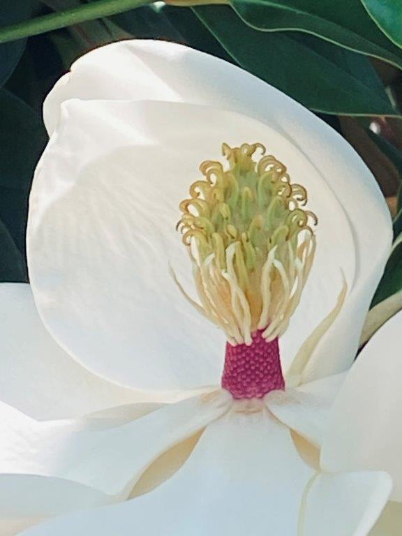 Meet this tree: Magnolia grandiflora – Southern magnolia - Robinson Gardens