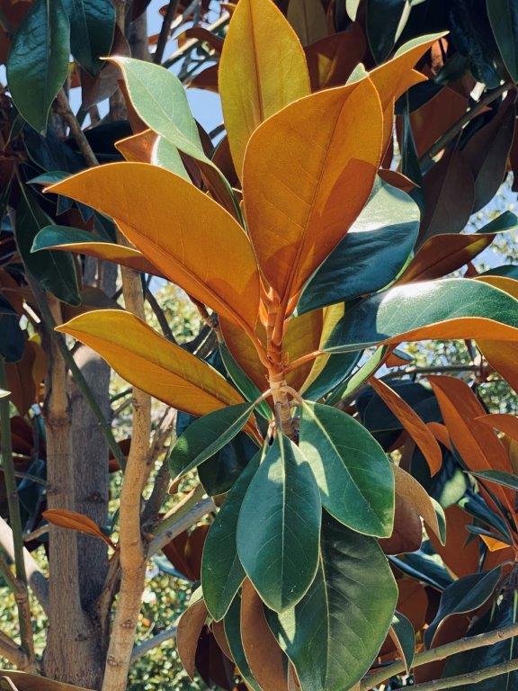 Meet this tree: Magnolia grandiflora – Southern magnolia - Robinson Gardens